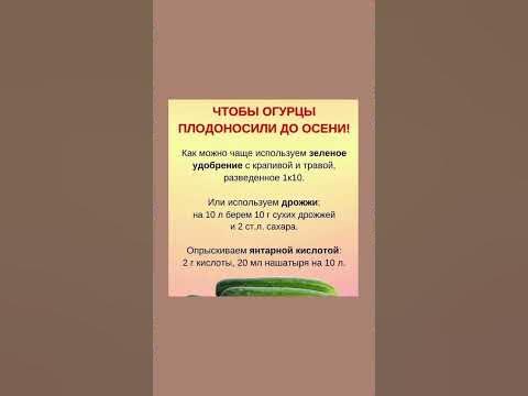 Огурцы будут плодоносить до осени #полезнознать #полезныесоветы # ...