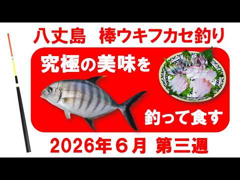 八丈島棒ウキフカセ釣り、究極の美味を釣って食す