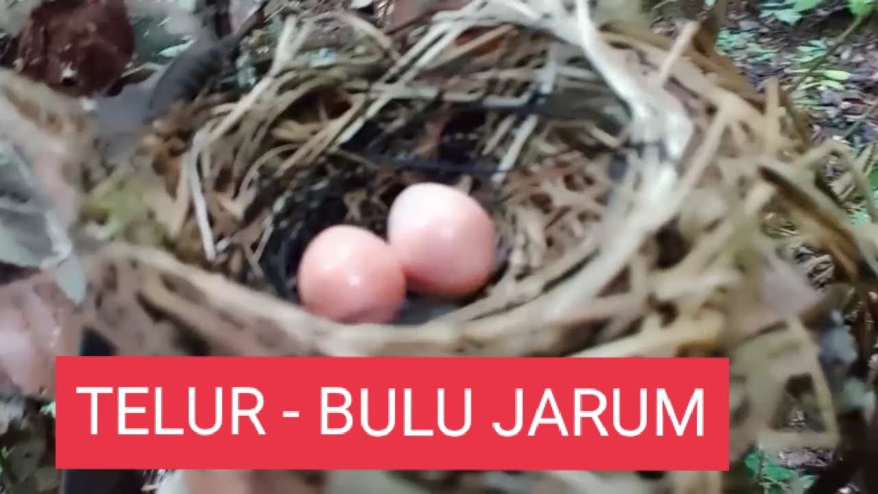 pertumbuhan anak burung kutilang sutra dihutan dari telur sampai bulu ...