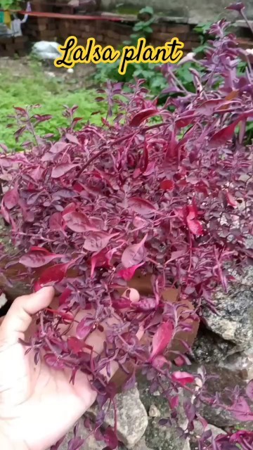lalsa plant #gardening #terracegardenindia #flowers #plants #trending # ...
