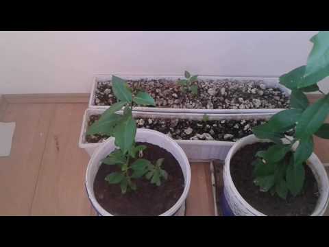 Öğrenci evinde vişne ağacı yetiştirme !