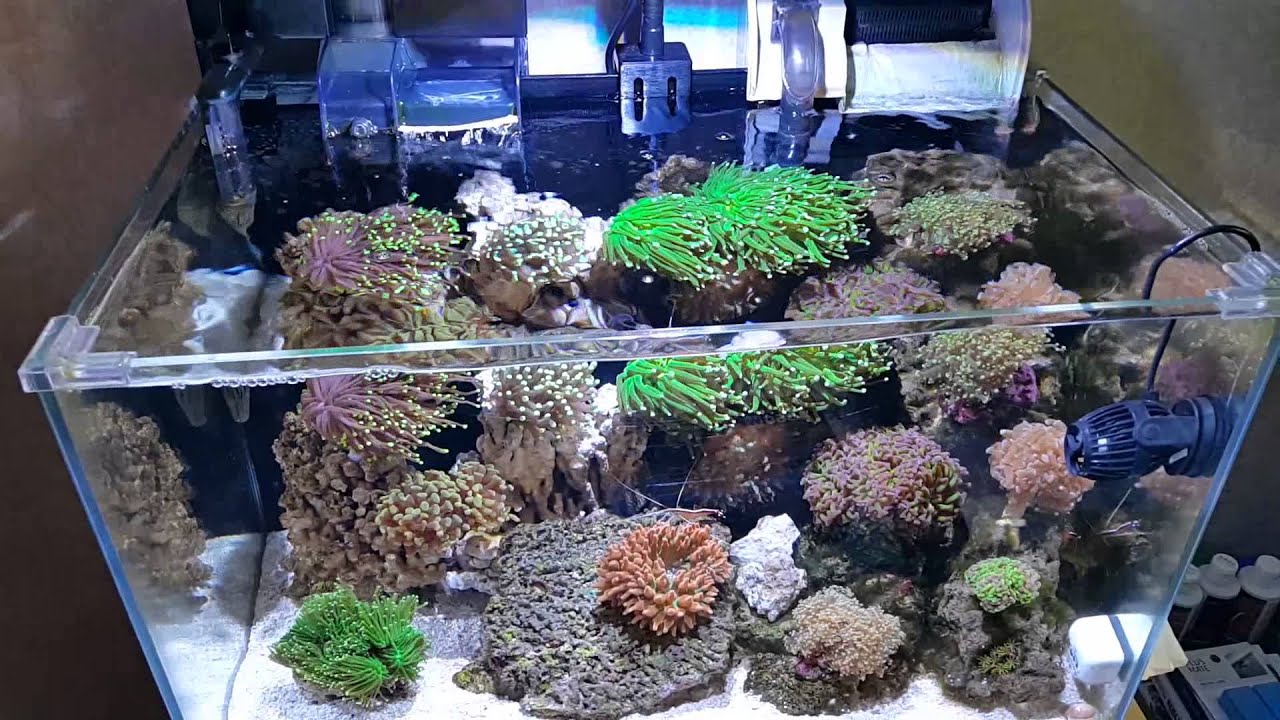 Kessil led lights - YouTube