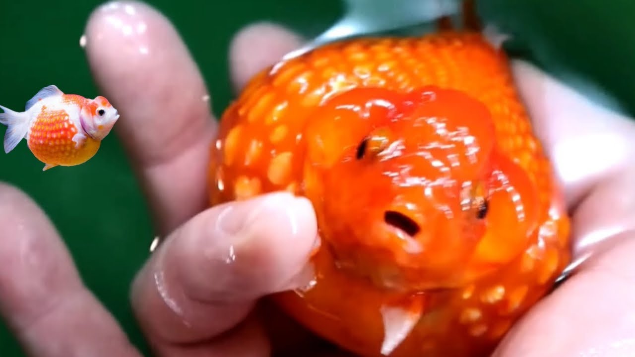 ️BALLOON GOLDFISH - Amazing Video ️|| Viral Video | #goldfish #balloon ...