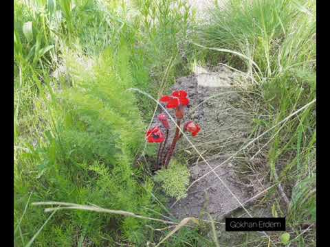 Muş Varto / İnak Köyü 2017