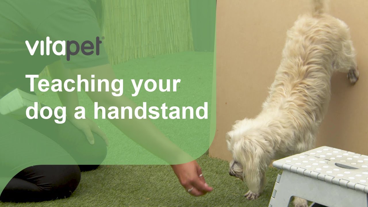 How to Teach your Dog to Do a Handstand - YouTube
