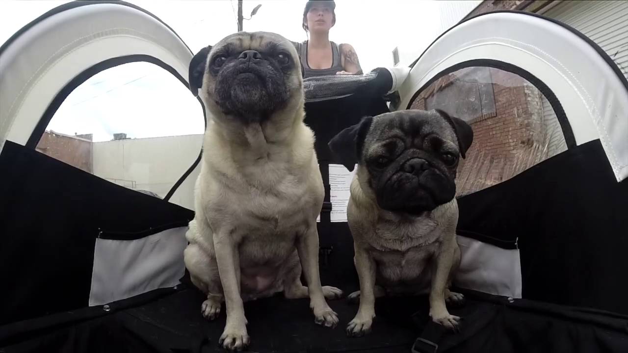 Life of a Pug Mom - YouTube