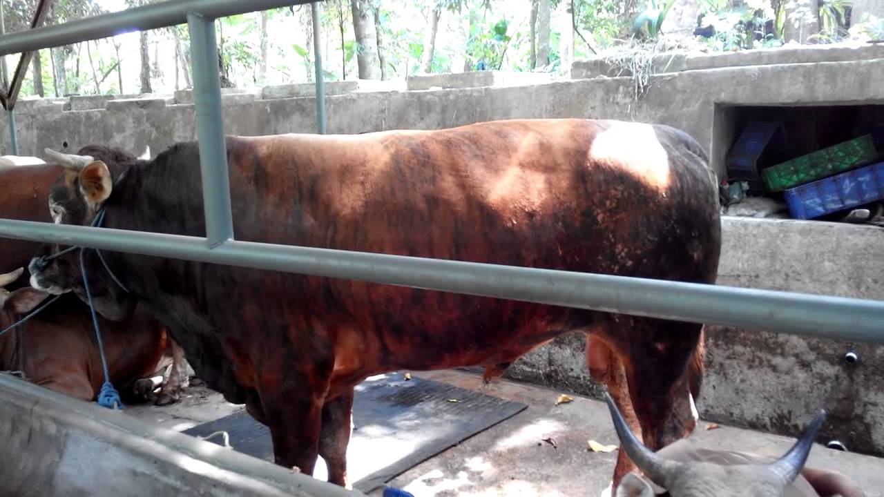 Macam Macam Jenis Sapi di Kampung99Pepohonan - YouTube