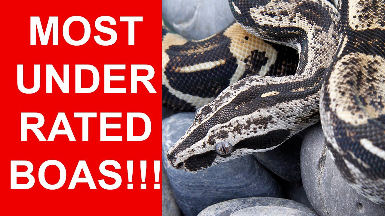 Boa Popularity: Most Underrated and Most Popular Locality Boas (and a ...