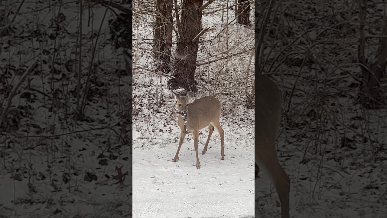 A deer 🦌 on side of the road in the snow eating a rotten banana 🍌 👀 # ...