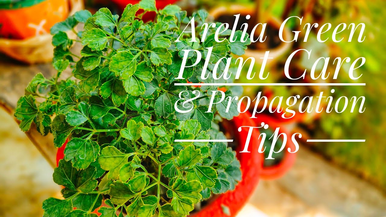 Easiest Way To Grow | Propagate Any Arelia Plant | Polyscias Fruticose ...
