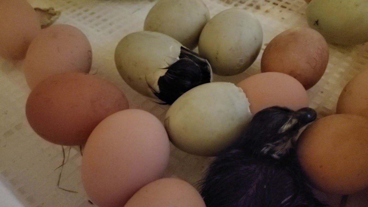 Happy hatch day little duck - YouTube