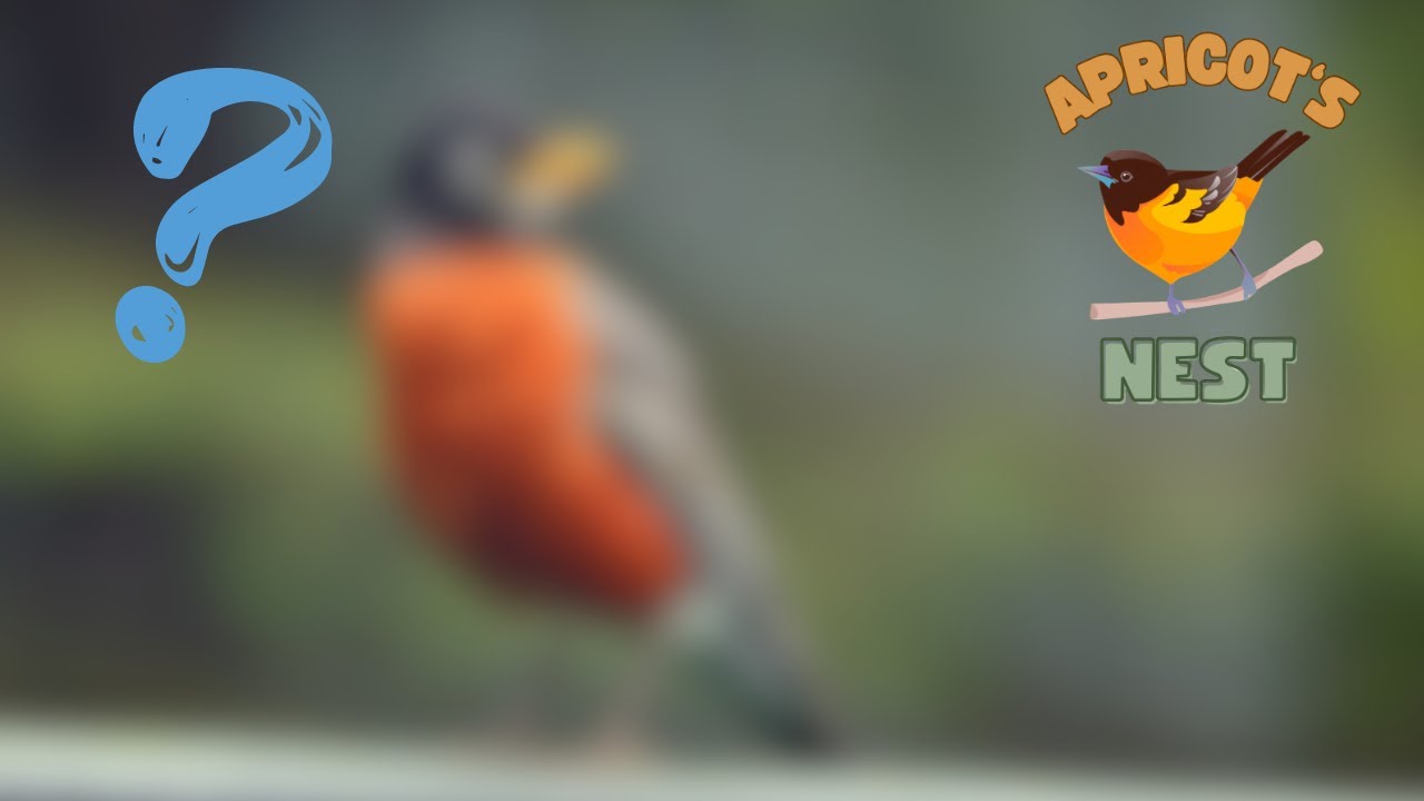 Apricot's Nest - BACKYARD BIRD #8 - YouTube