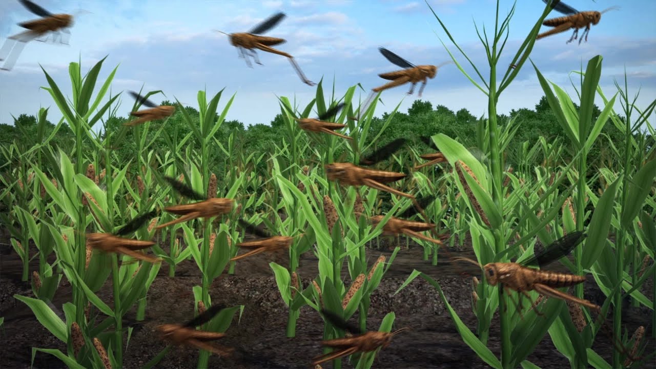 Somalia & other east African countries threatened by locust plague ...