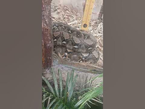 sleeping python... - YouTube