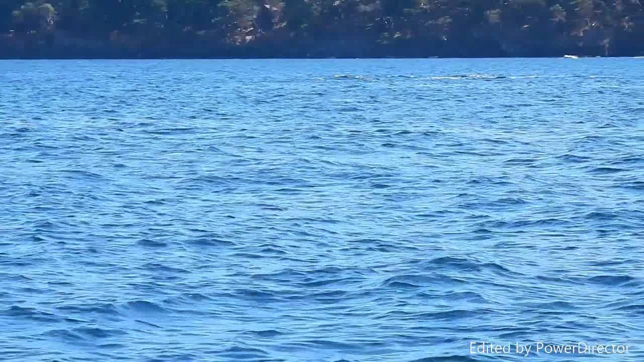 Orca superpod July 23, 2015 during Superpod 4 - YouTube