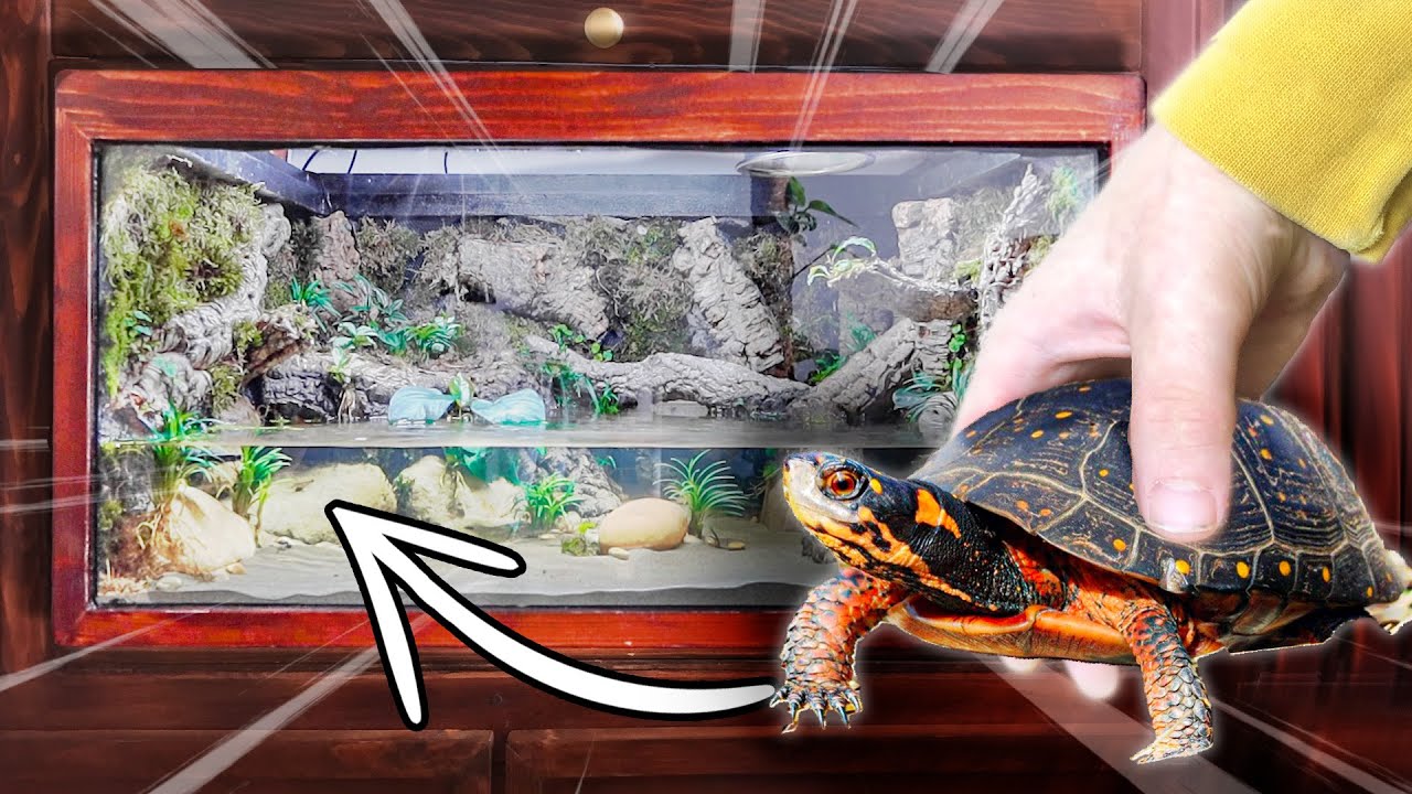 How To Build The ULTIMATE Spotted Turtle Tank! - YouTube