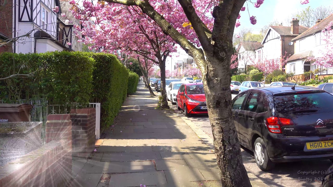 Cherry Tree Blossom, Cranley Gardens, London 15th April 2019 - YouTube