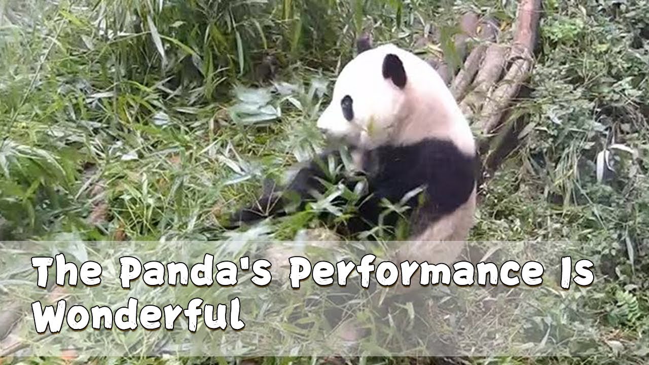 The Panda's Performance Is Wonderful | iPanda - YouTube