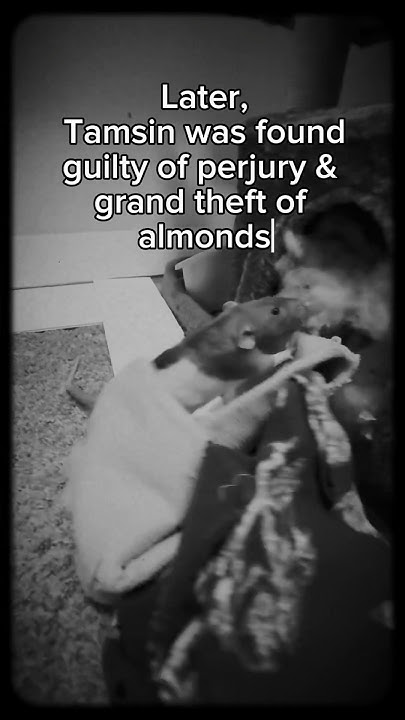 Sneaky little rat attempts to hide something from mom… #sillypets #rat #rats - YouTube