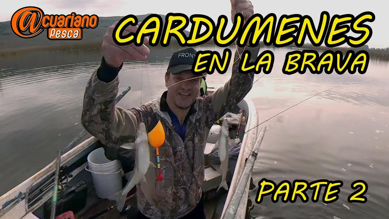 CARDUMENES DE PEJES EN LA BRAVA PARTE 2 #shorts - YouTube