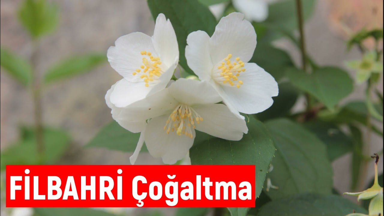 Filbahri Çiçeği Nasıl Çoğaltılır - YouTube