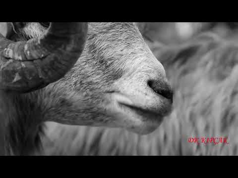 ALLAHLIK KURBANI - Kıpçak 2020