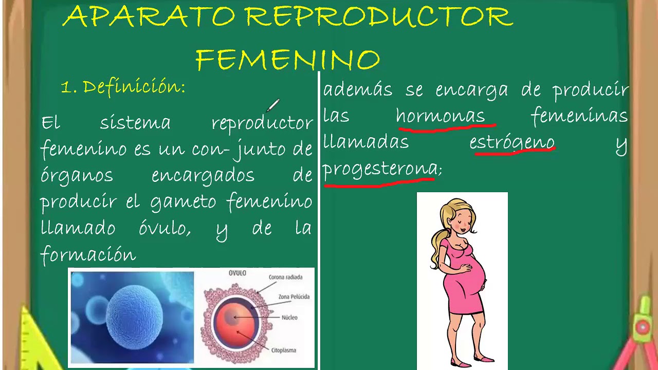 APARATO REPRODUCTOR FEMENINO - SAN FRANCISCO - YouTube