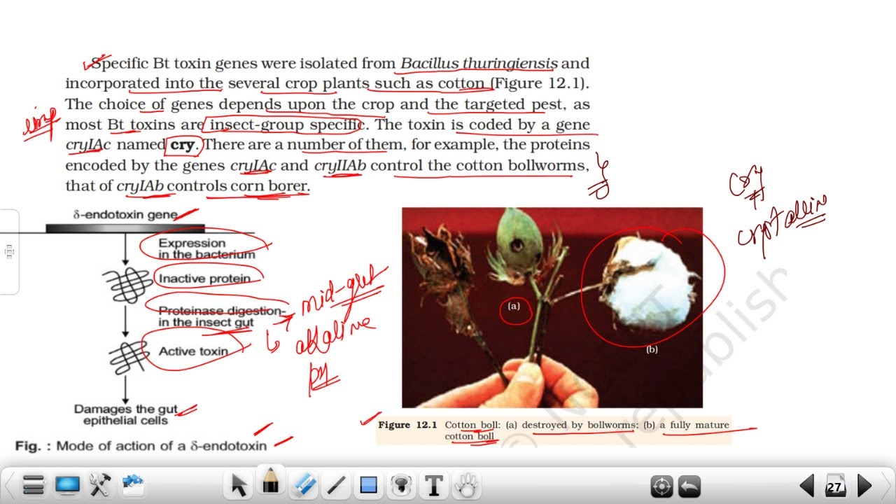 DBT JRF 2019 | Bt toxin | Genetically Modified Organisms ...