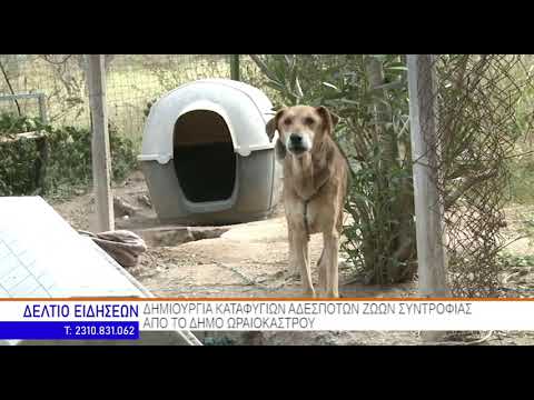 ΔΗΜΙΟΥΡΓΙΑ ΚΑΤΑΦΥΓΙΩΝ ΑΔΕΣΠΟΤΩΝ ΖΩΩΝ ΣΥΝΤΡΟΦΙΑΣ ΑΠΟ ΤΟ Δ. ΩΡΑΙΟΚΑΣΤΡΟΥ ...