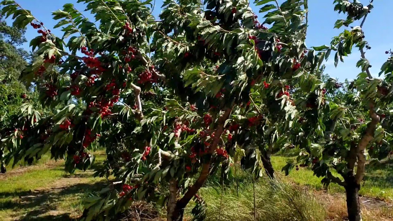 U-pick cherry in Hood river Oregon - YouTube