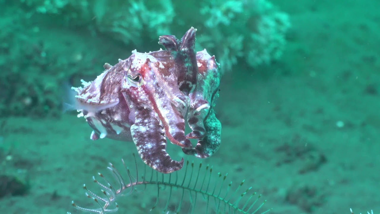 Muck Diving in Bali - Jan 2019 - YouTube