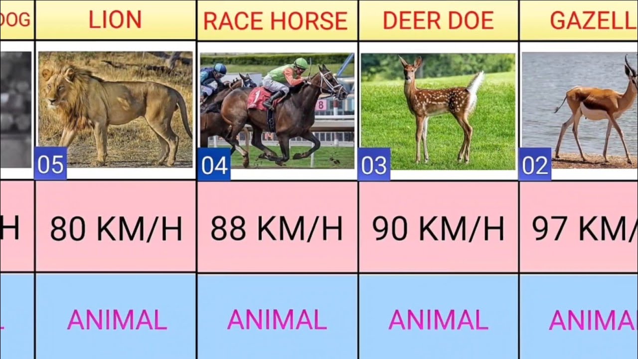 ANIMALS RUNNING SPEED COMPARISON - YouTube