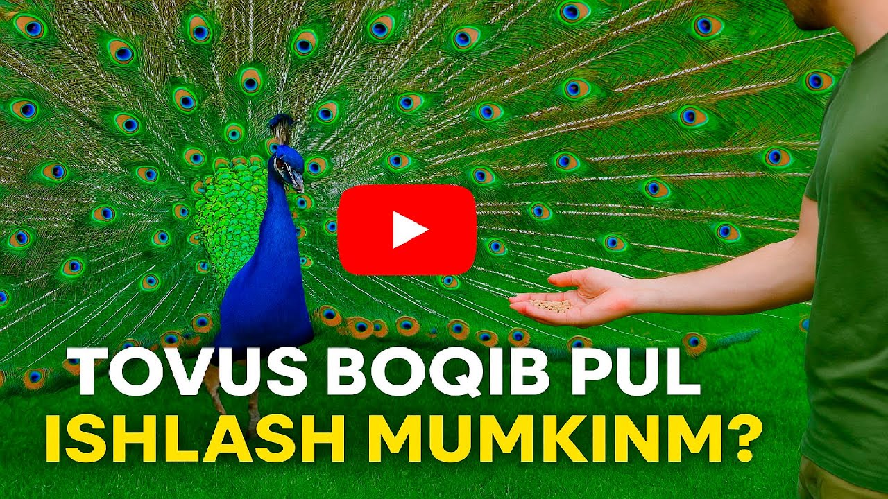Tovus boqib PUL ishlash mumkinmi ? - YouTube