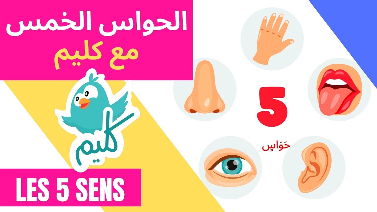 الحواس الخمس Les 5 (cinq) sens en arabe - YouTube