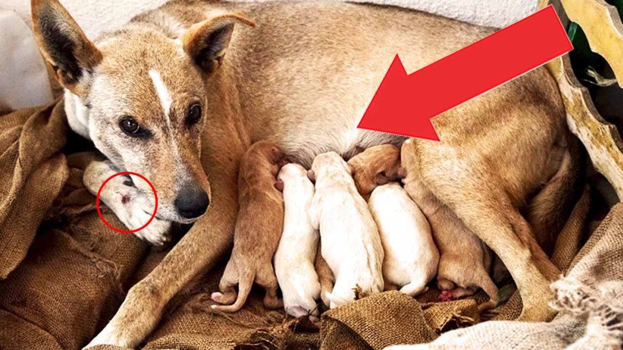 A Mother Dogs Plea A Village Heartwarming Rescue Effort - YouTube