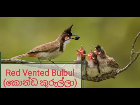 Red Vented Bulbul (Konda Kurulla) feeding its young!! - YouTube