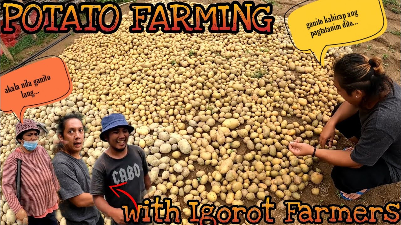 EP323: BENGUET POTATO FARMING SA GILID BANGIN | Igorot Farmers - YouTube