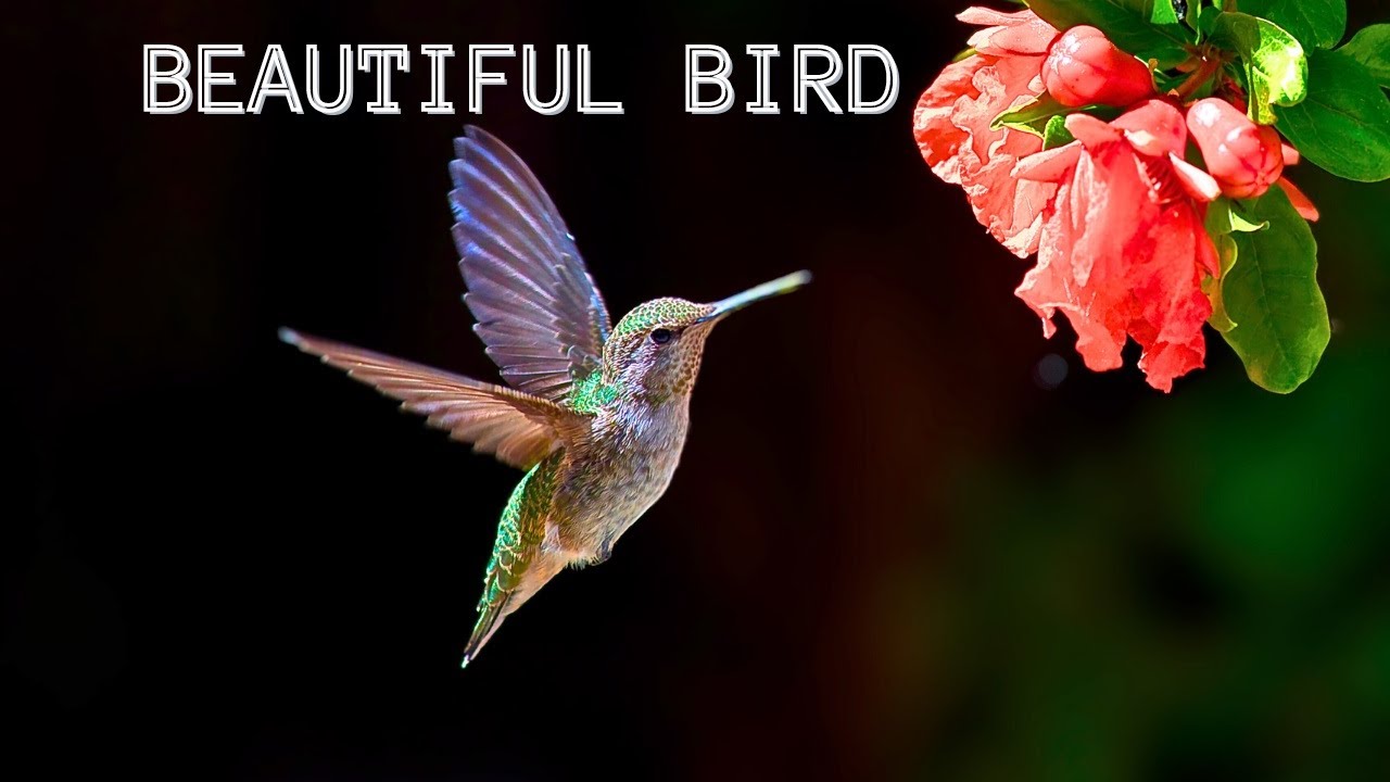 beautiful birds fly flapping their wings - YouTube