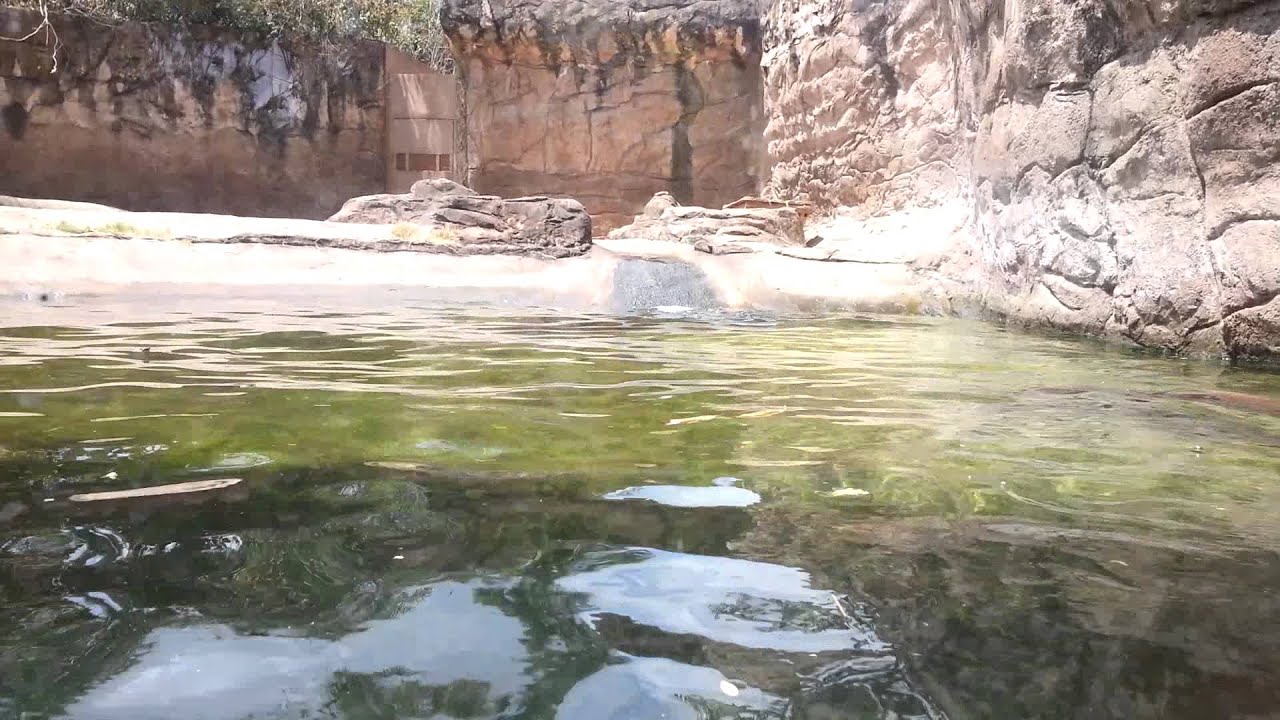 River Otters 2- Emperor Valley Zoo Trinidad - YouTube