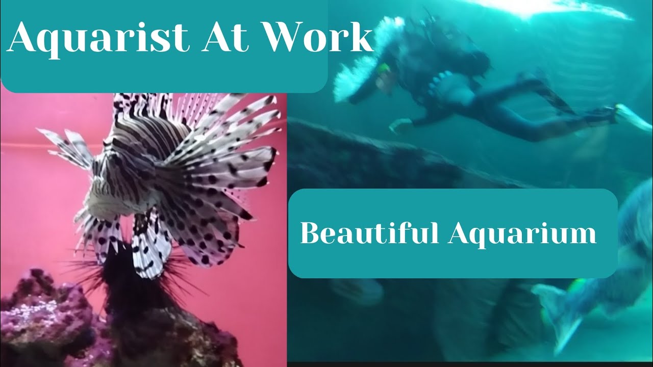 Beautiful Town Ocean Aquarium | Aquarist At Work - YouTube