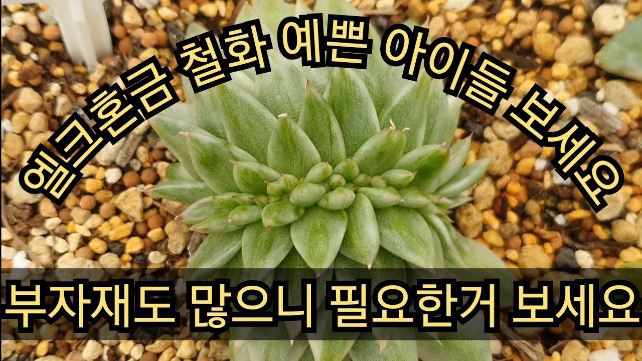 9월 1일 예쁜 엘크혼금철화 등 다양한 아이들 구경해보세요~ 다육 다육이 다육식물 마리아금 금다육 다육이금