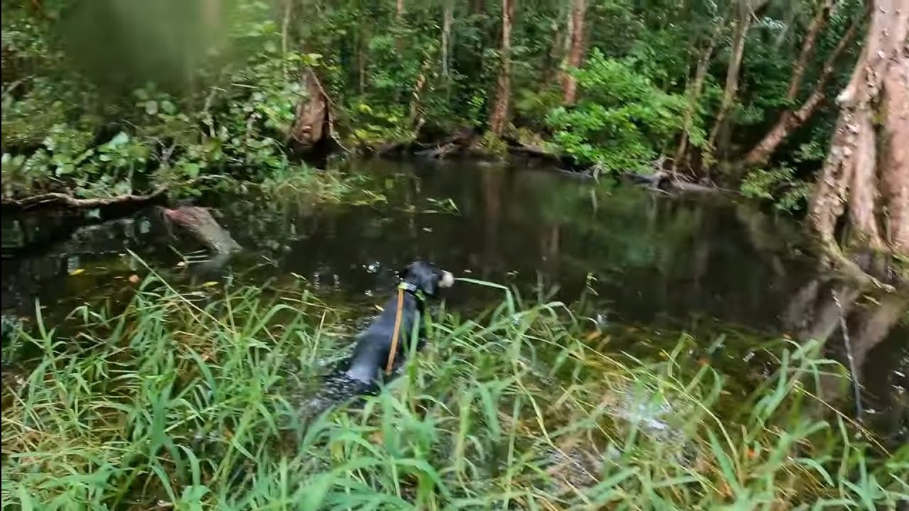 When Pigging Goes WRONG In Croc Country...... Pigging Australia - YouTube