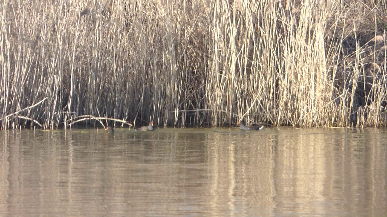 Waterhoen vechtend - Gallinula chloropus - YouTube