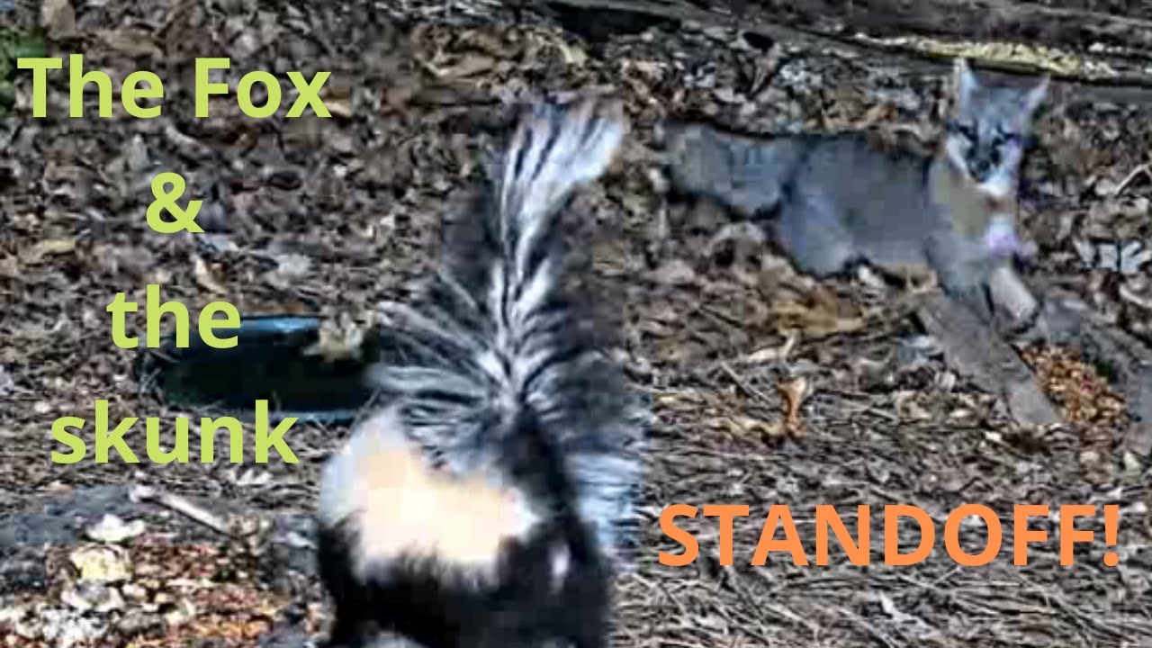 Skunk Spooks Fox & Deer - YouTube