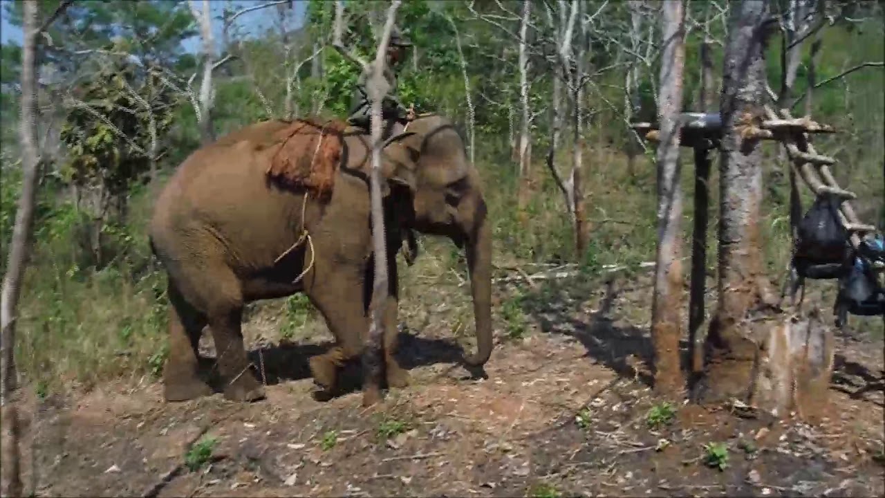 Cambodia _ Elephant - YouTube