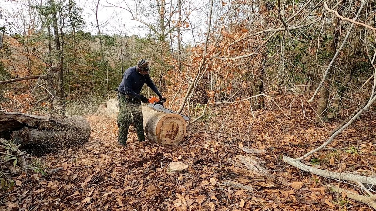 Bucking and Skidding the Big Beech - Milling a Rustic Outdoor Bench ...