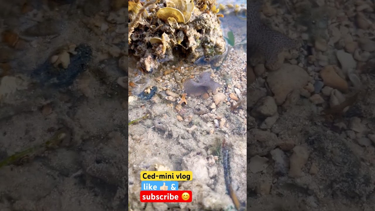 😱sea slug vs. small crab fighting😱 #funny #shorts #reels - YouTube