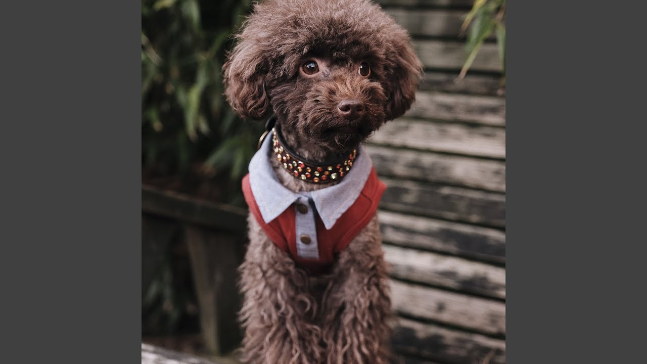 Groovy Puppy Moments - YouTube