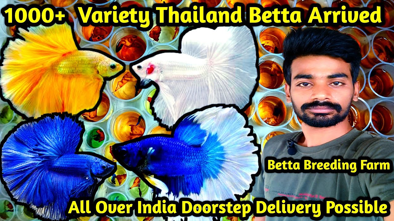 Betta Breeding Farm !! Betta Farm !! 1000+ Betta Stock Update ...