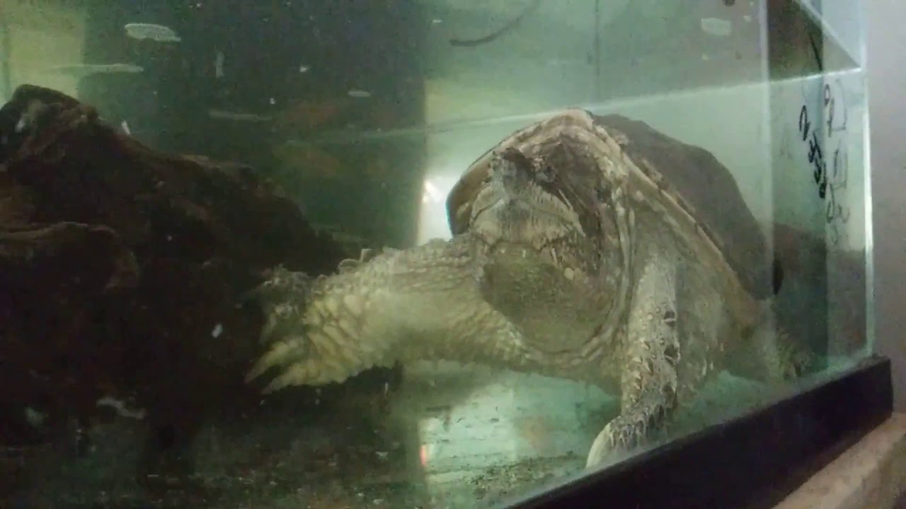 Godzilla snapping turtle - YouTube